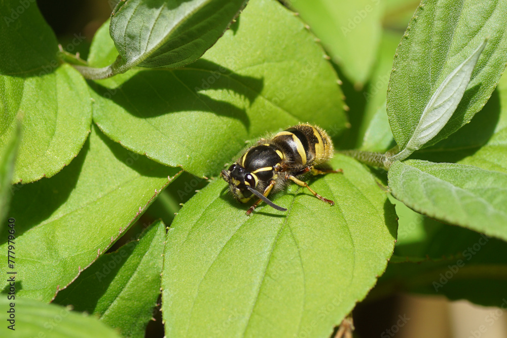 Queen of a common wasp (Vespula vulgaris) of the family Vespidae in ...