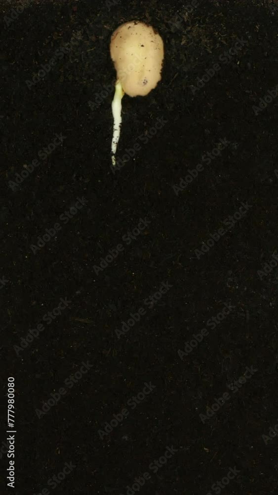 Time lapse of bean germinating and growing in a rhizobox. To visualise ...