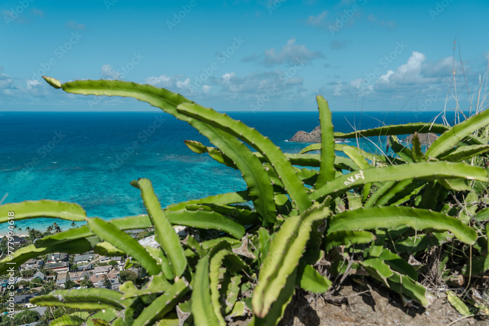 Selenicereus undatus, the white-fleshed pitahaya, is a species of the ...