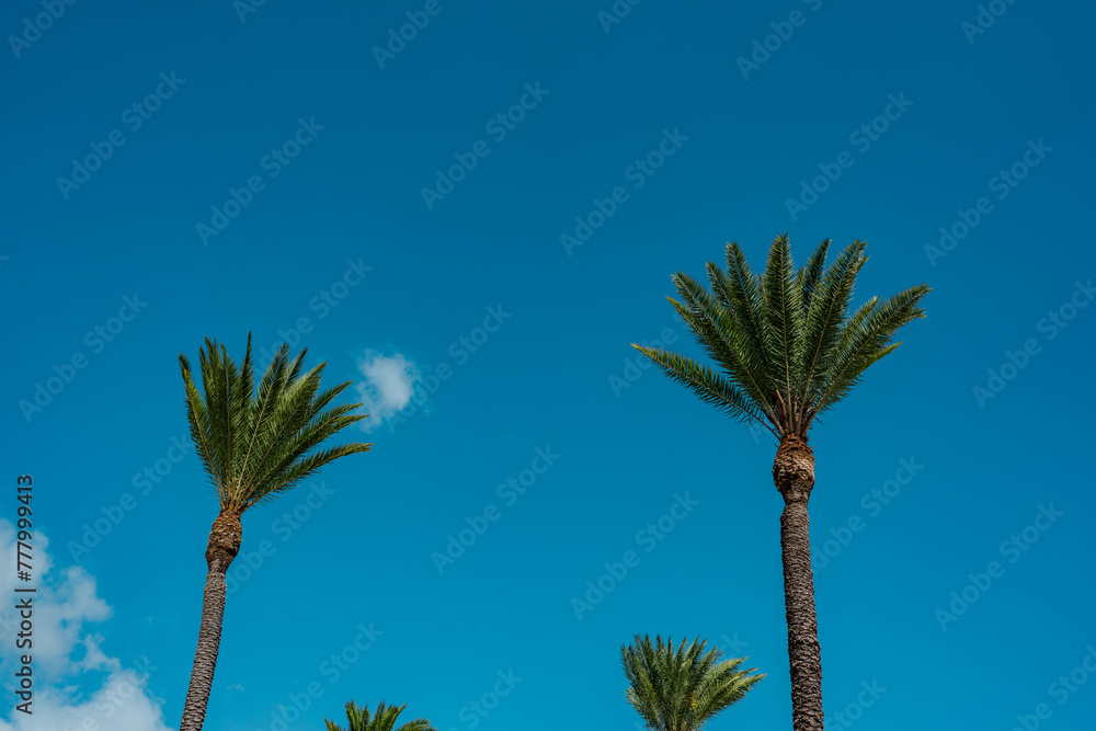 Phoenix sylvestris, silver date palm, Indian date, sugar date palm or ...