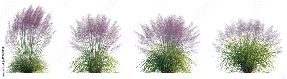 Pink Muhly Grass (Muhlenbergia capillaris, Gulf Muhly, Hairgrass, Mule ...