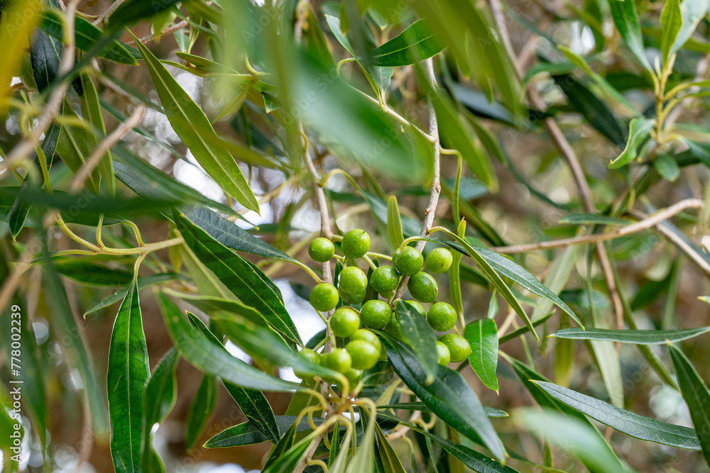 The olive, Olea europaea, meaning 'European olive', family Oleaceae ...