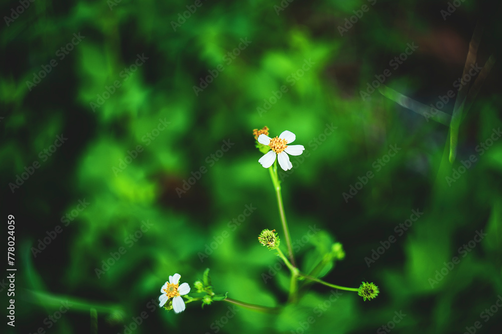 leaves of Bidens pilosa grow opposite, the leaf of Bidens pilosa are ...