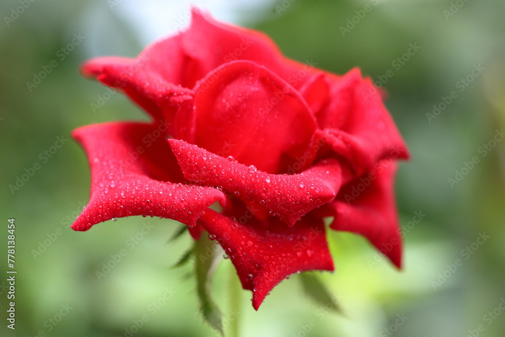 Most beautiful Rose with water drops. Pink rose closeup. A red rose ...