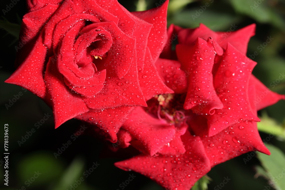 Most beautiful Rose with water drops. Pink rose closeup. A red rose ...
