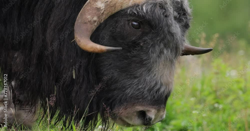 Muskox (Ovibos moschatus, in Latin musky sheep-ox), also spelled musk ...