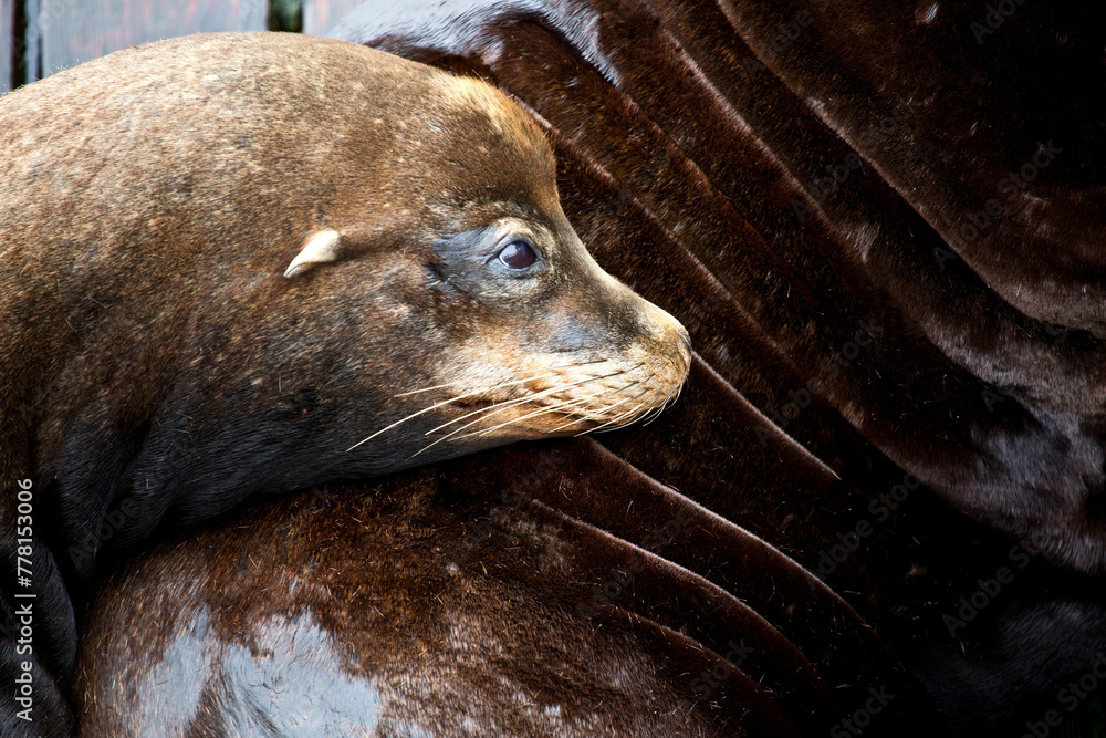 Tender Moment: 4K Ultra HD Image of Wild Baby Sea Lion Napping on Mom's ...