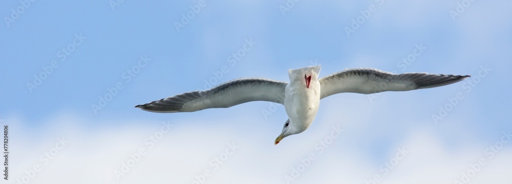 Majestic Airborne Seagull: Stunning 4K Ultra HD Picture of Seagull in ...