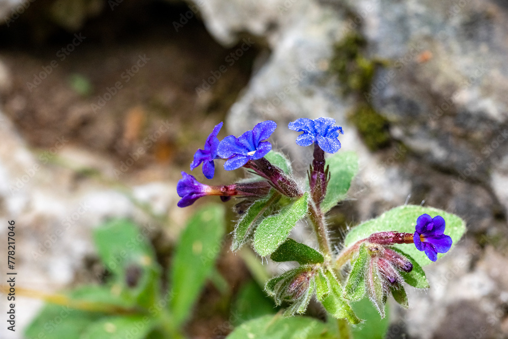 Foto de Pulmonaria, lungwort flowers of different shades of violet in ...
