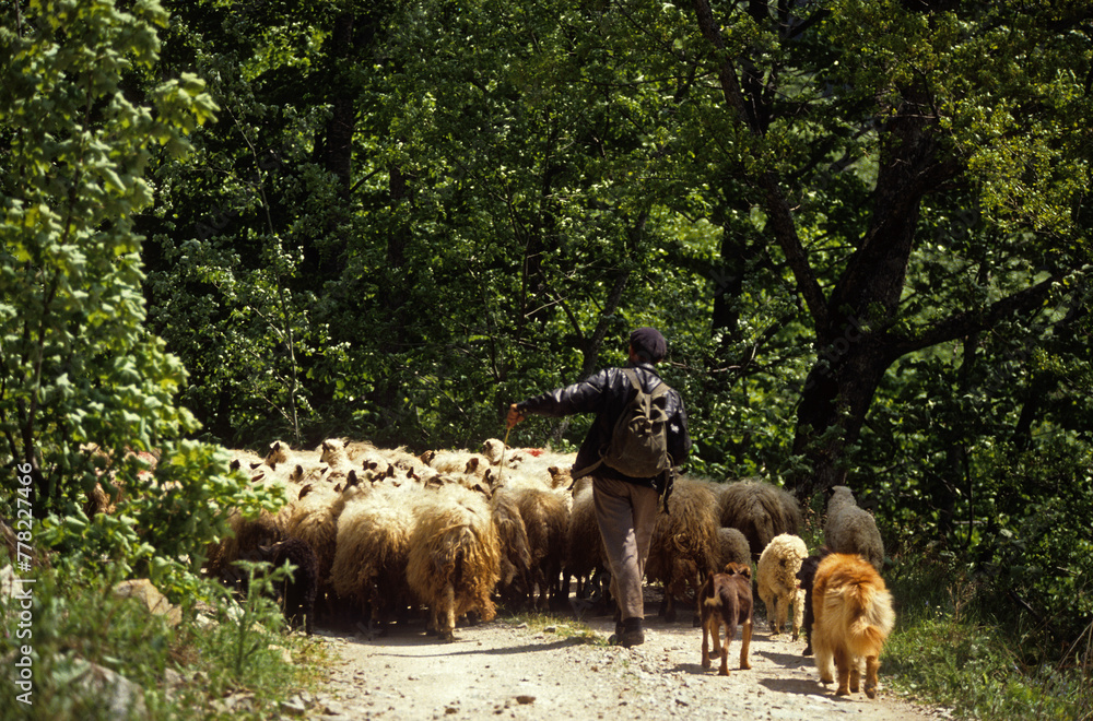 Brebis, race Basco béarnaise, Berger; Pays Basque, 64, Pyrénées ...