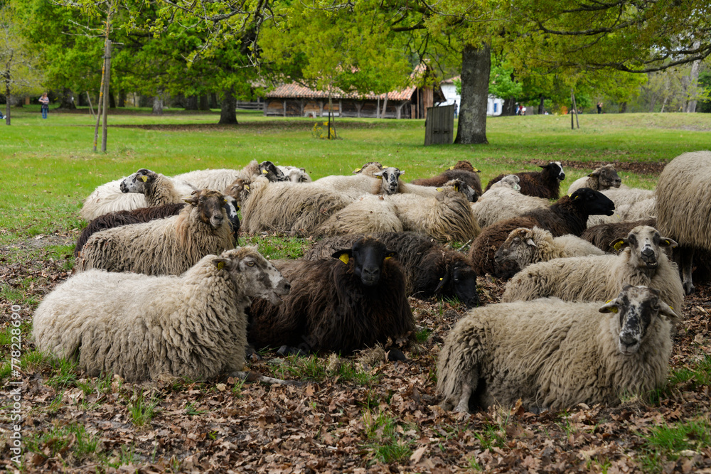 Mouton, race Landaise, maison landaise, Eco musée de Marquéze; Parc ...