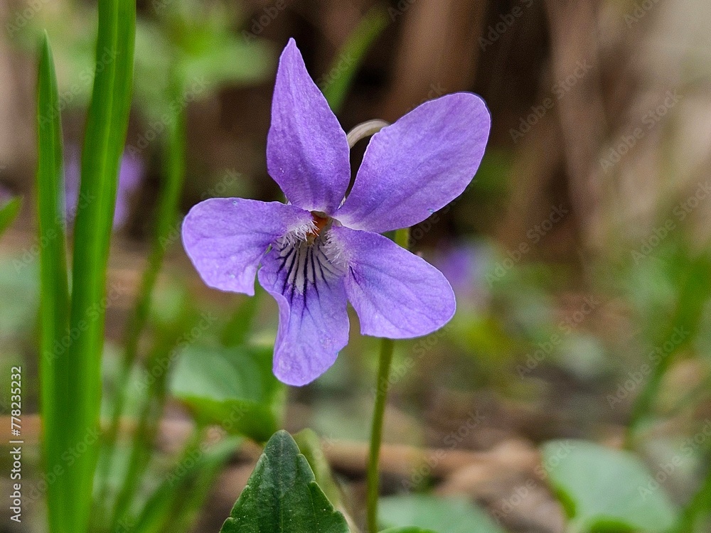 Viola odorata, common violets. Beautiful view of a marsh blue violet. Common Dog-violet - Viola ...