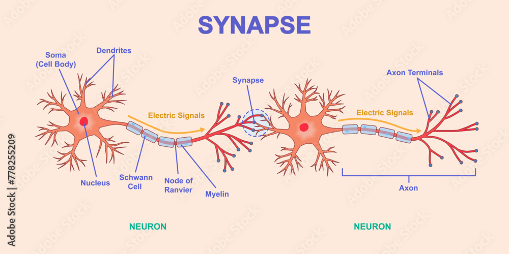 Vektorová grafika „Neural connection diagram. Structure of neuron with ...