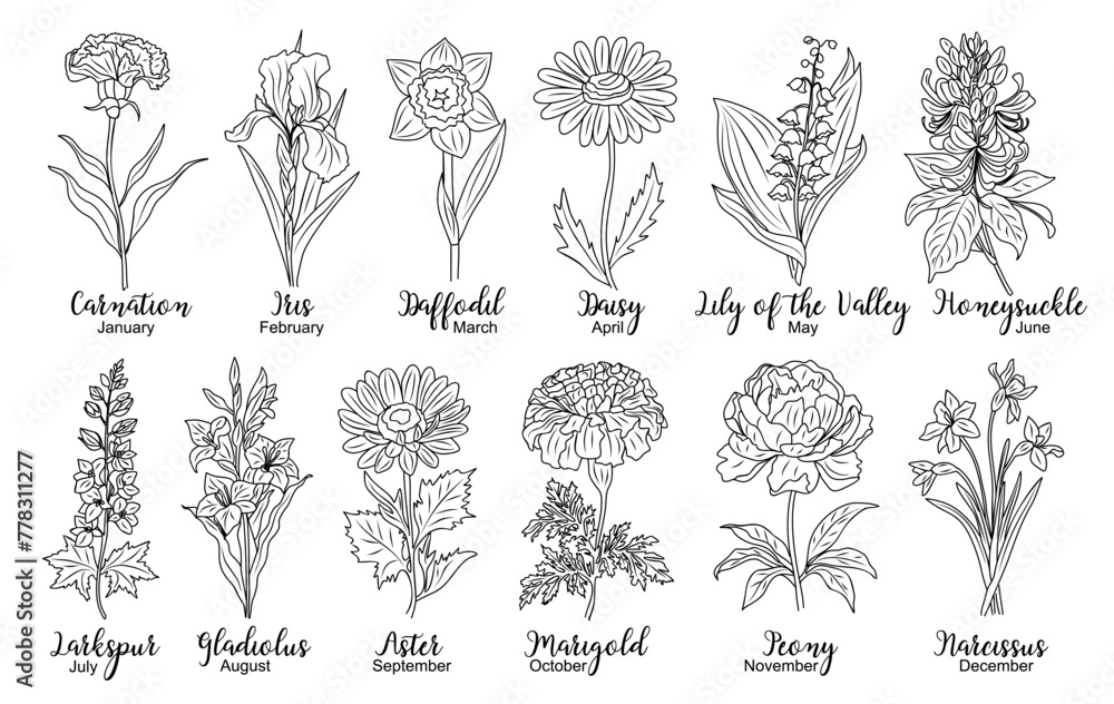 Set of flower line art vector. Carnation, daffodil, larkspur, lily of ...