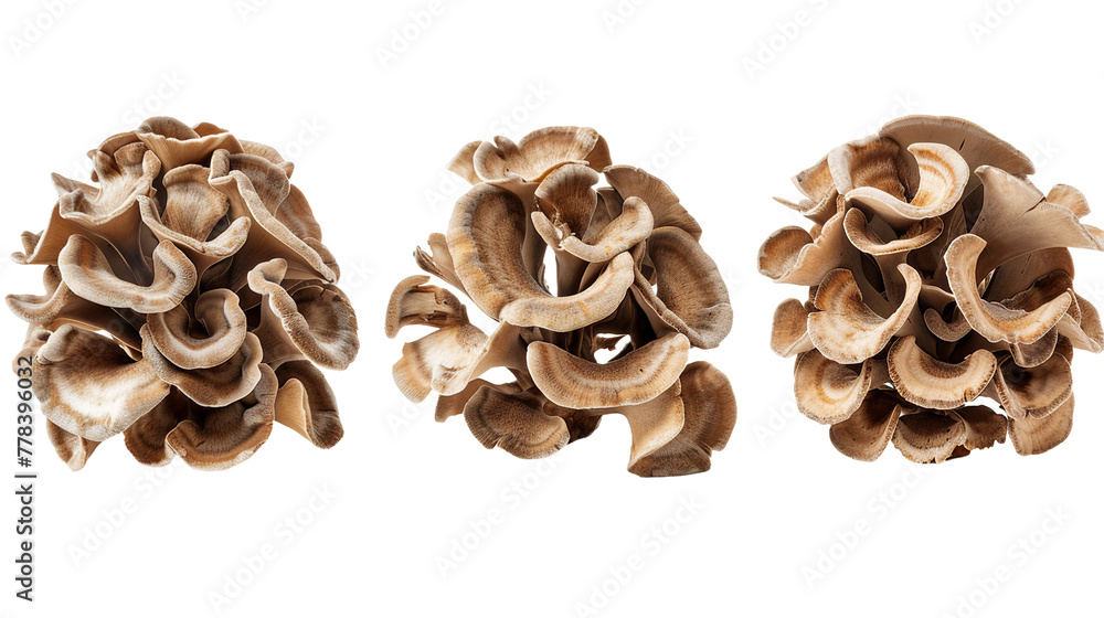 Maitake Mushroom: Organic Ingredient on Transparent Background for ...