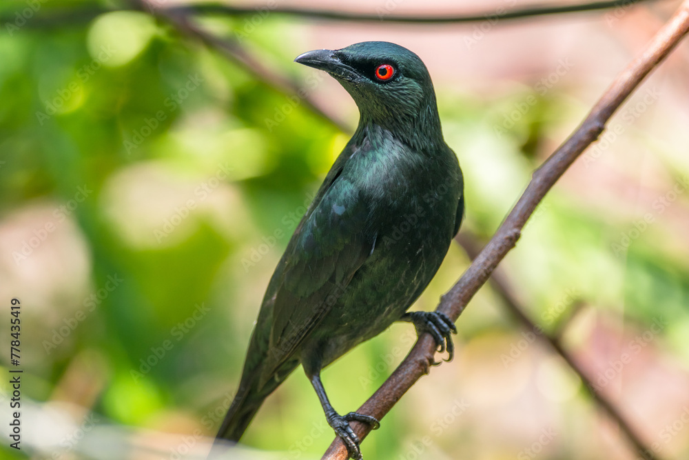 The Asian glossy starling (Aplonis panayensis) is a species of starling ...