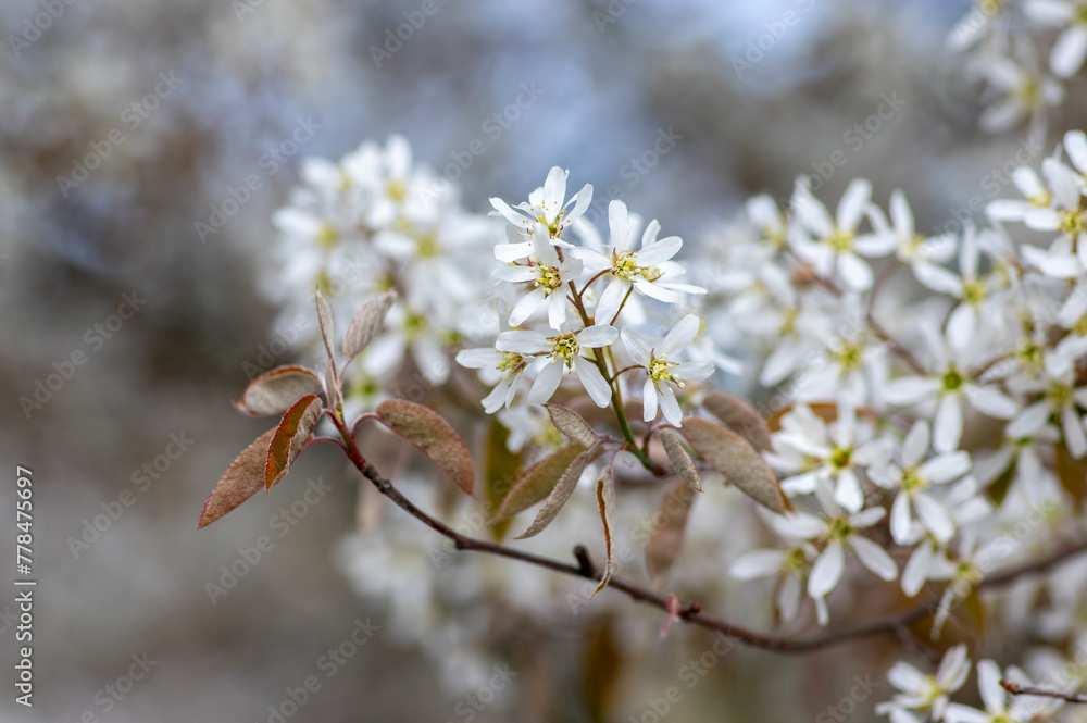 Amelanchier lamarckii deciduous flowering shrub, group of snowy white ...
