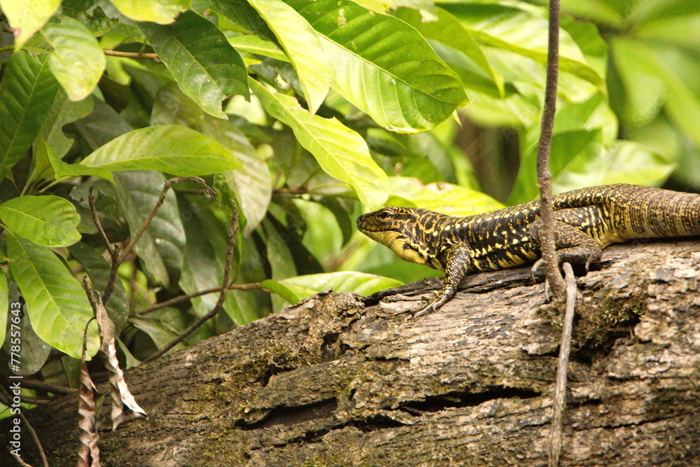 Gold tegu lizard (Tupinambis teguixin) on a log in the Cuyabeno ...