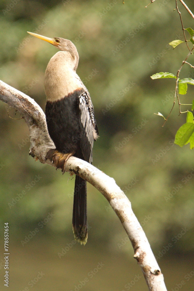 Female anhinga (Anhinga anhinga) perched in a tree in the Cuyabeno ...