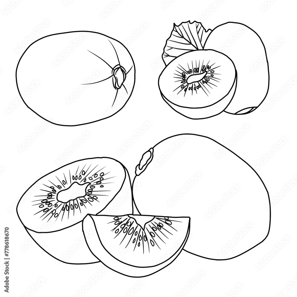 Vector drawing Illustration Hand drawn ink sketch of Kiwi Fruit, Half ...