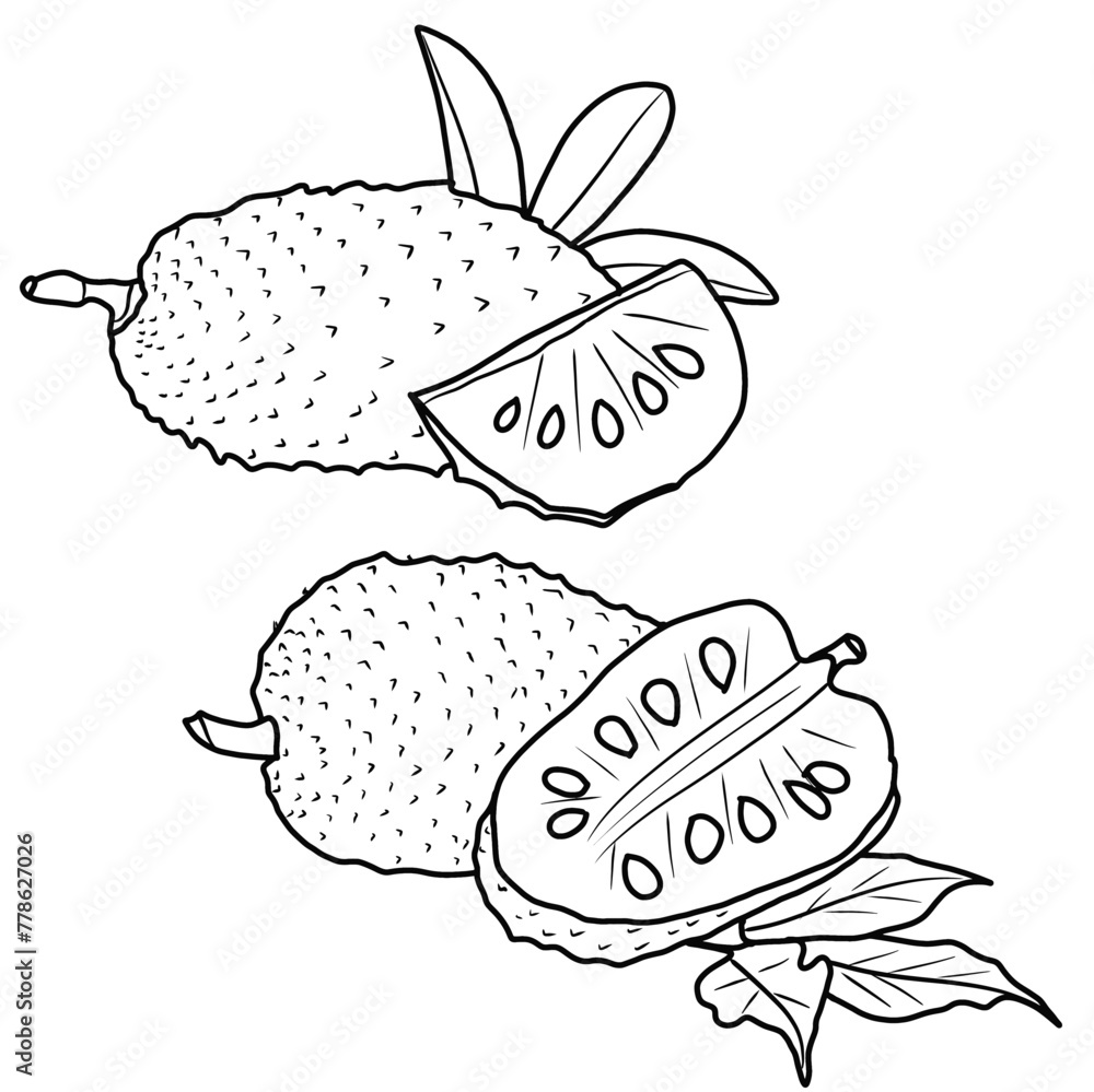 Vector drawing Illustration Hand drawn ink sketch of Soursop Graviola ...