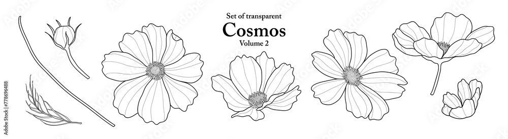 A series of isolated flower in cute hand drawn style. Cosmos in black ...