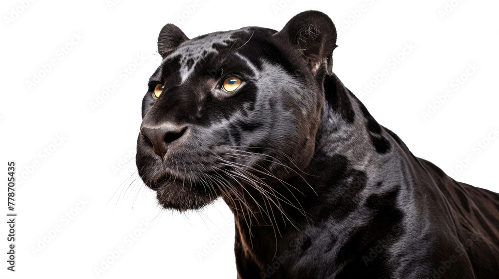 Black panther, angles and view portrait side back head shot isolated on ...