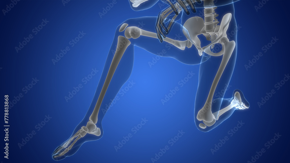 Human Skeleton System Bone Joints Anatomy Stock Illustration | Adobe Stock