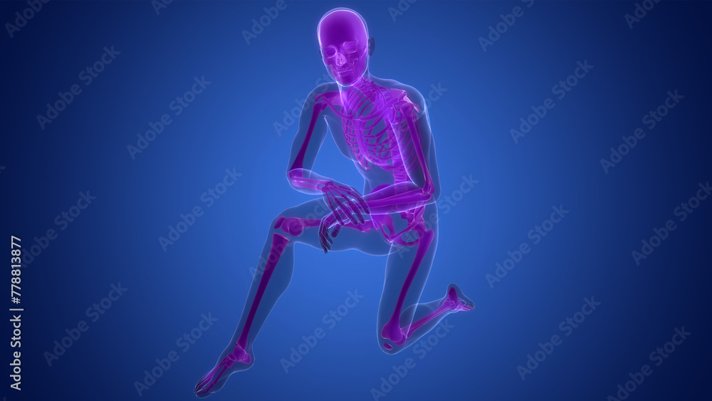 Human Skeleton System Bone Joints Anatomy Stock Illustration | Adobe Stock
