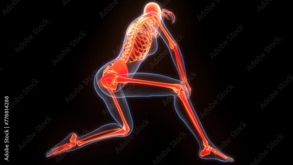 Human Skeleton System Bone Joints Anatomy Stock Illustration | Adobe Stock