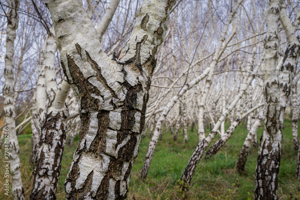Planted Curly birches (Betula pendula var. carelica) in autumn. Curly ...