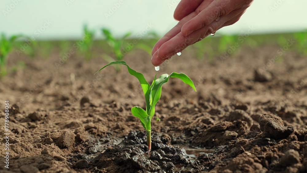 Cultivation concept. Growth time plants. Water flows down arm, drips ...