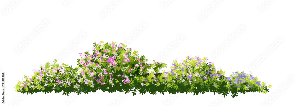 Vector of flower grass or blooming shrub site view isolated on white ...