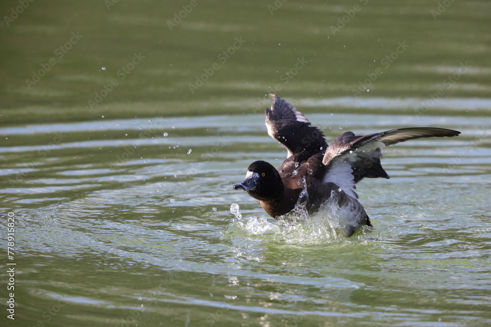 The tufted duck (Aythya fuligula) is a small diving duck with a ...