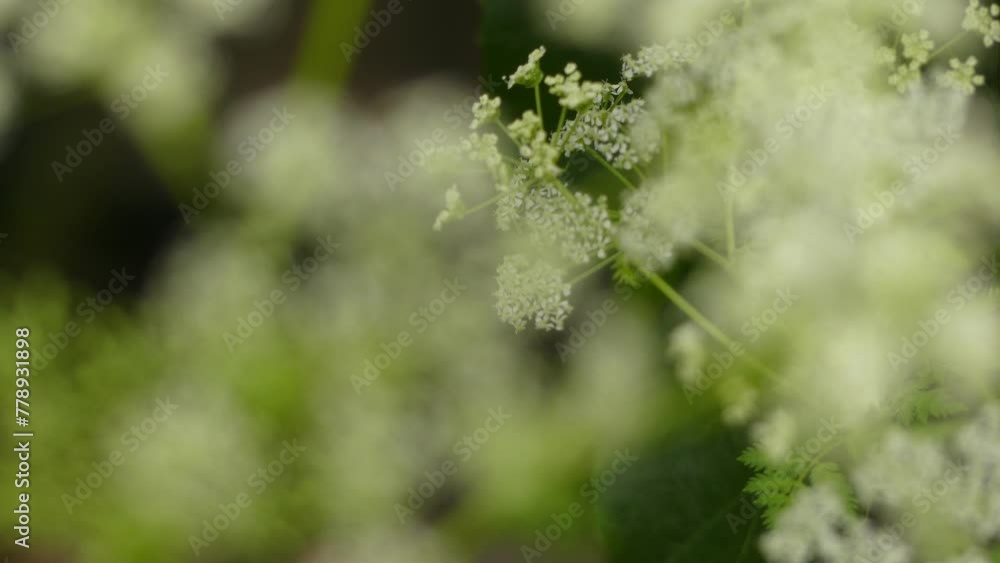 Conium maculatum (hemlock or poison hemlock) is a highly poisonous ...
