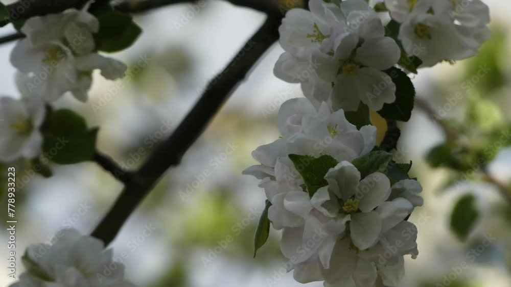 Apple tree in bloom. Apple is edible fruit produced by apple tree ...