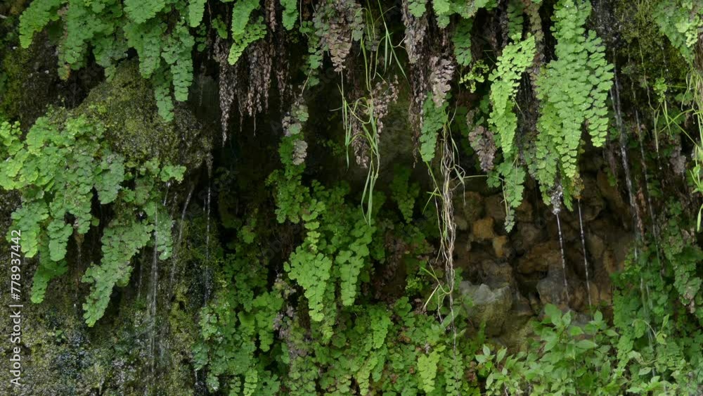 Adiantum capillus-veneris, the Southern maidenhair fern, black ...