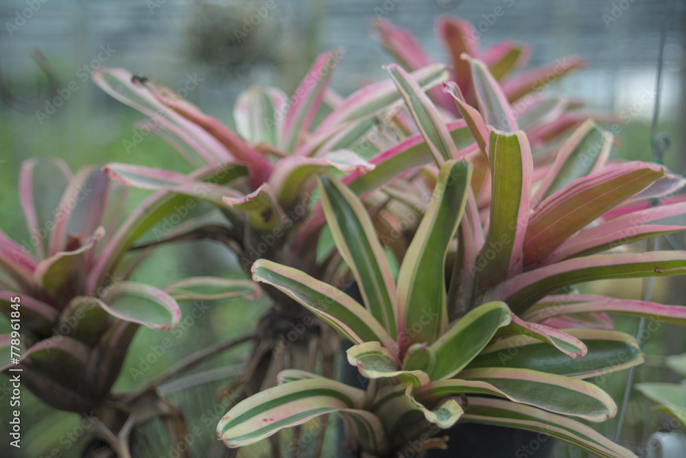 grass cactus colorful plant flower nature natural life leaf greenery ...