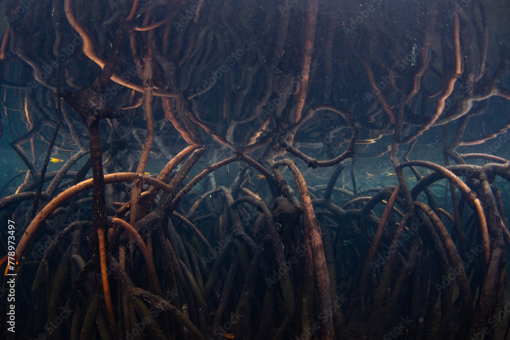 Mangrove prop roots reach into the shallows near an island in Raja ...