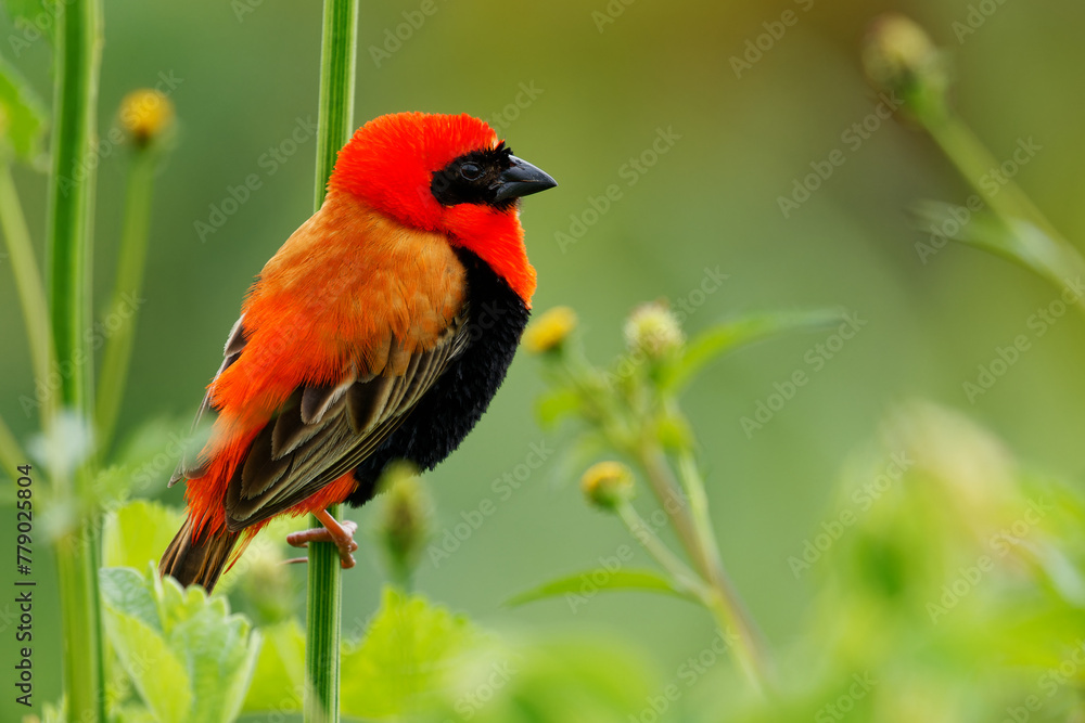 Black-winged Bishop - Euplectes hordeaceus formerly fire-crowned bishop ...