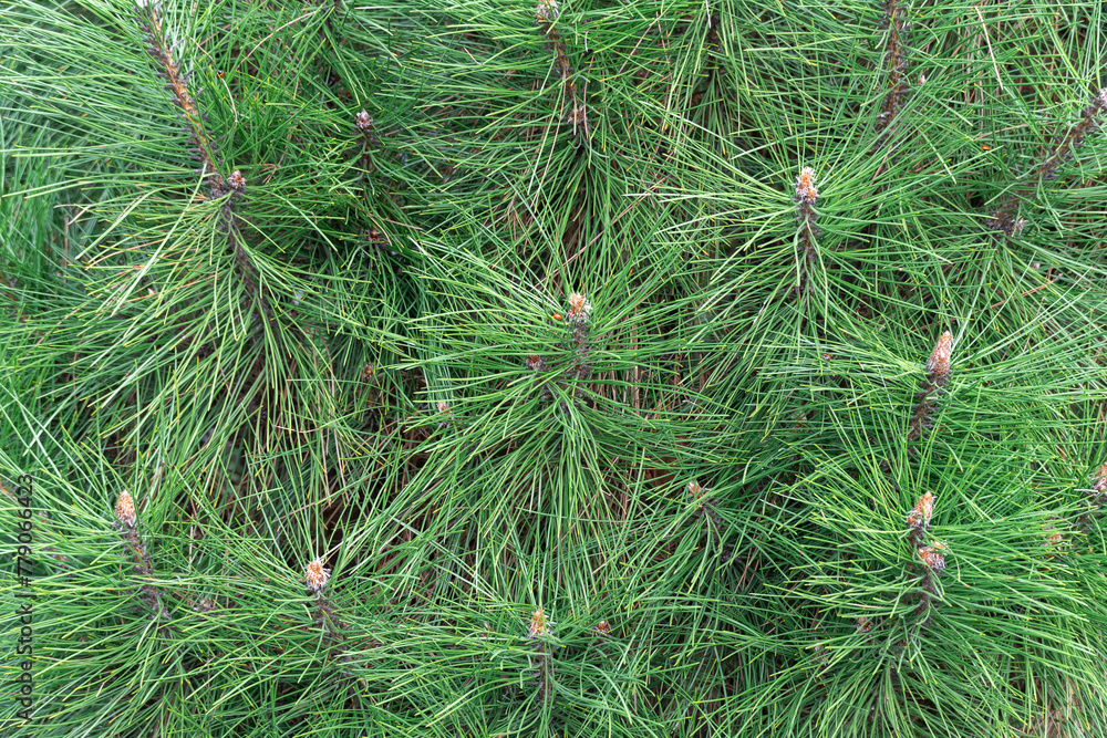 Pine shoots close-up. Young branches of evergreen plants. Green ...