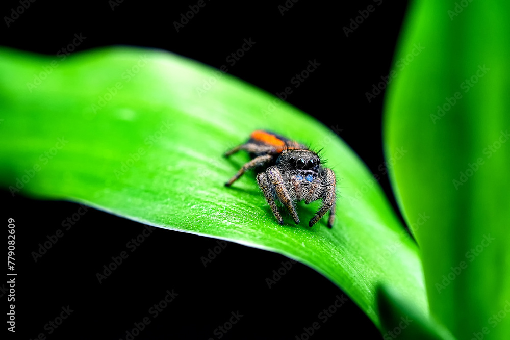 Phidippus Johnson jumping spider, jump spider, phidippus johnson ...