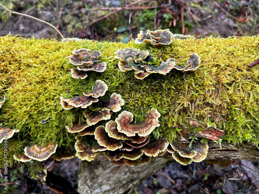 LAS CZOSNEK GRZYB HUBA KORA MOTYL KORNIKI DRZEWO LIŚCIE MECH DZICZ ...
