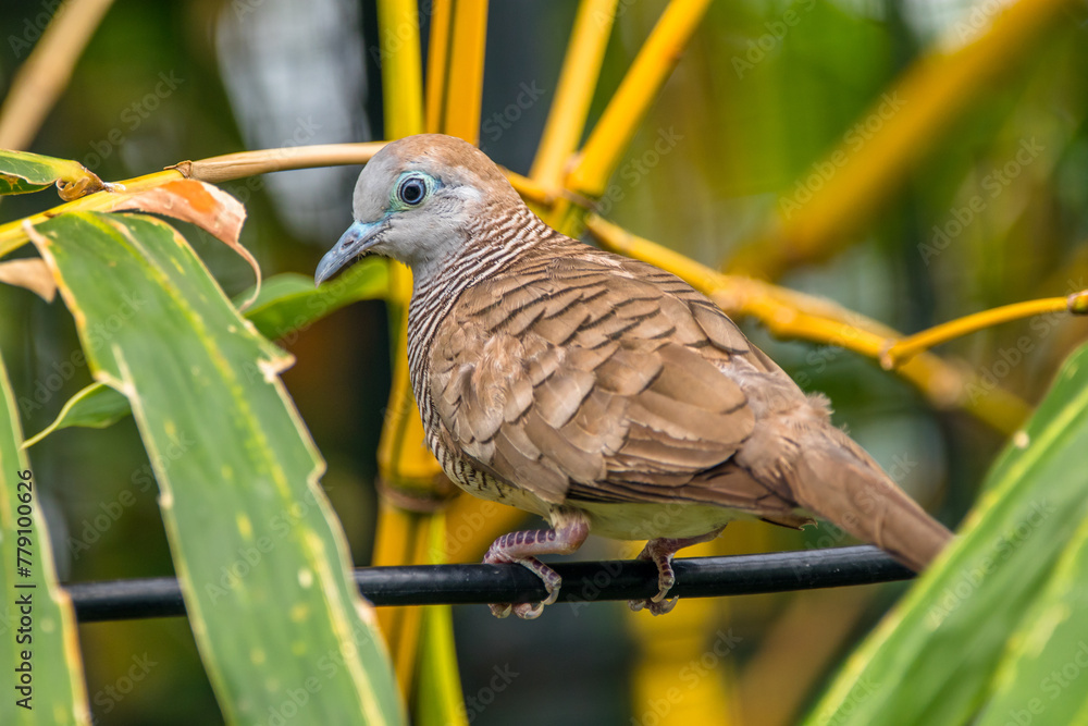 The zebra dove (Geopelia striata), also known as the barred ground dove ...
