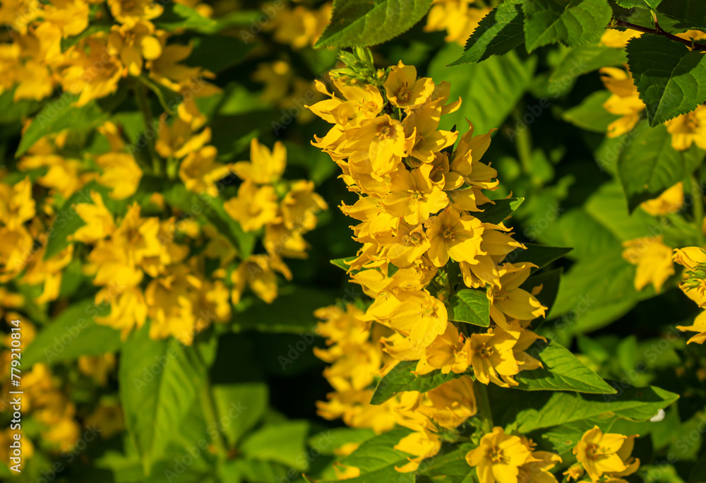 Yellow natural background from Yellow Lysimachia punсtata flowers ...