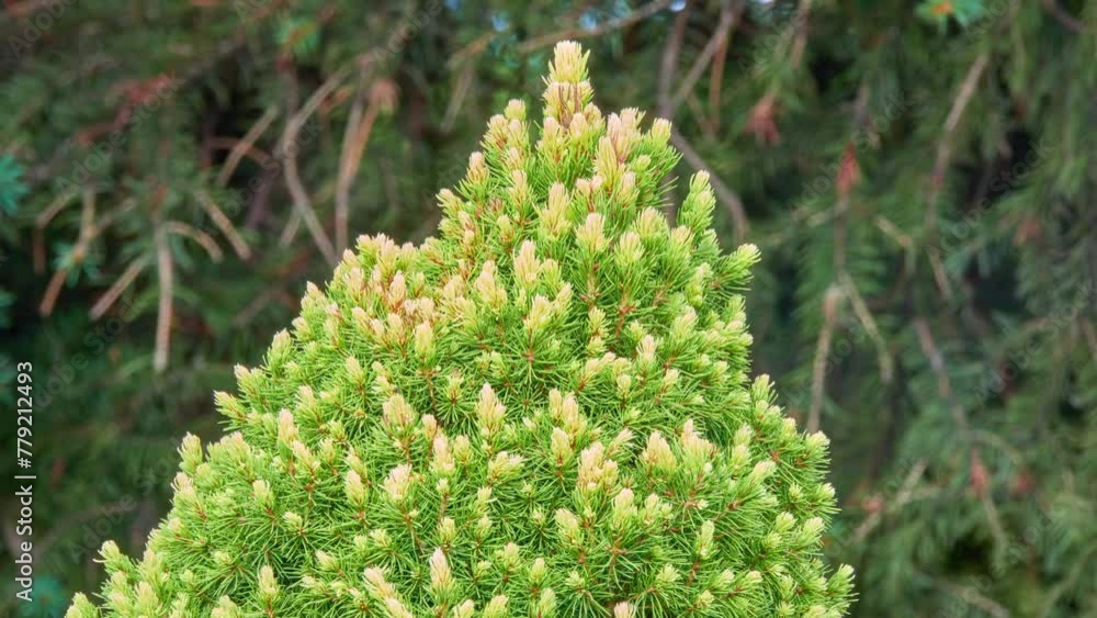 Adenanthos sericeus, commonly known as woolly bush, is shrub native to ...