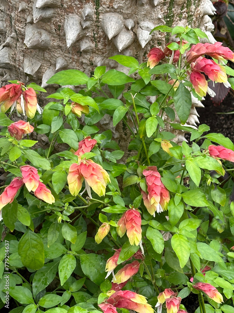 Shrimp Plant flower (Justicia brandegeeana) is an attractive tropical ...