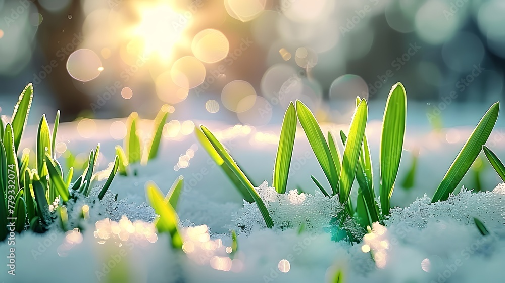 Green grass growing vigorously under melting snow at sunrise, end of ...