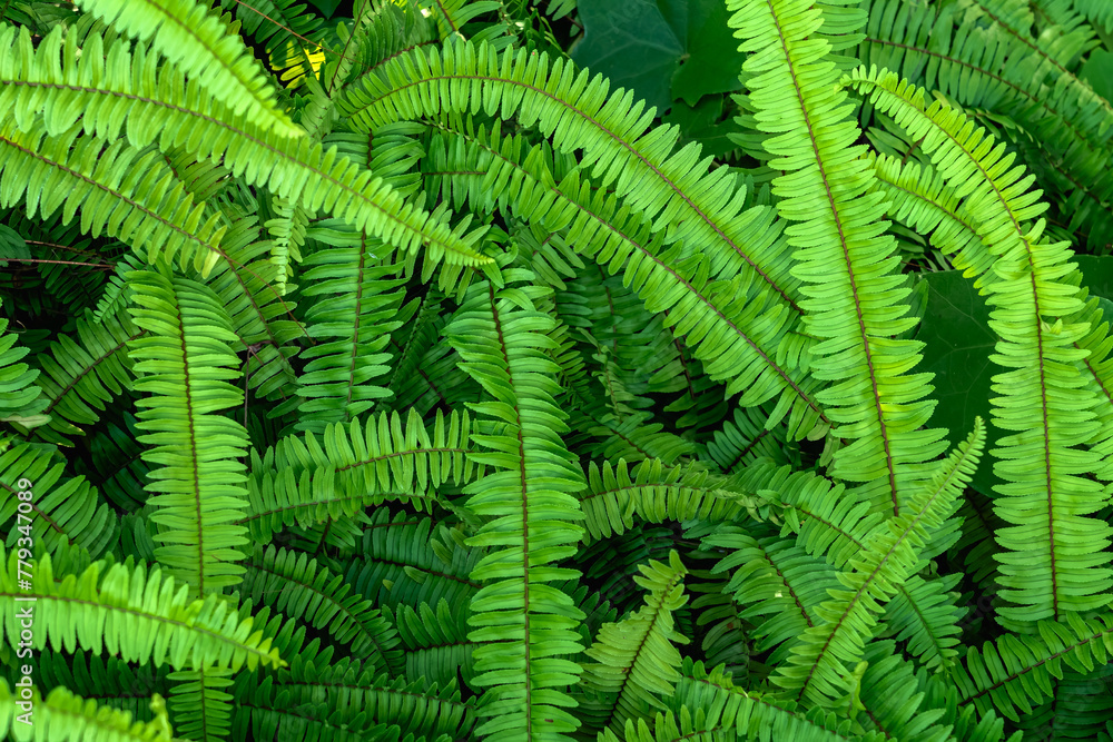 Abstract background of fresh ferns in garden. Beautiful ferns leaves ...