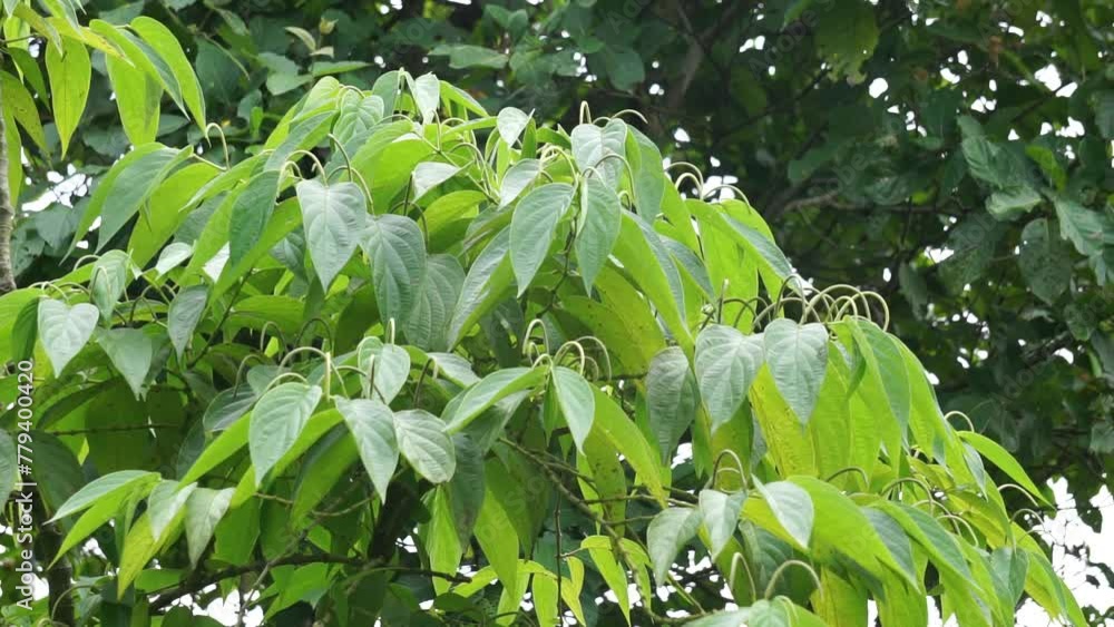 Sirih hutan (sirihan, piper aduncum, spiked pepper, spiked pepper ...